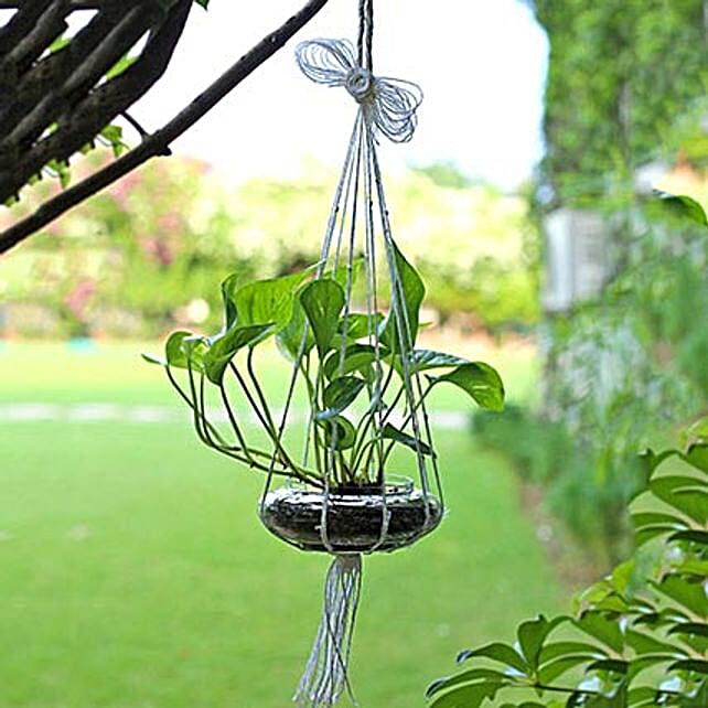Evergreen Hanging Money Plant Terrarium | Gift Home Decor Hanging Plant ...